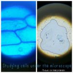Microscope Notebooking Pages