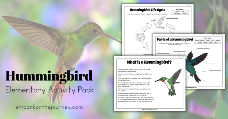 Hummingbird Activities for Kids