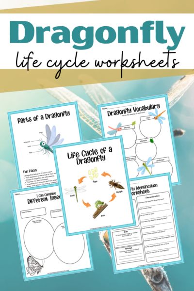 Life Cycle of a Dragonfly