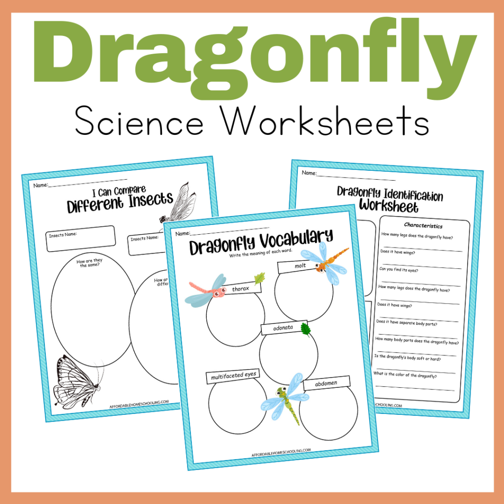Life Cycle of a Dragonfly
